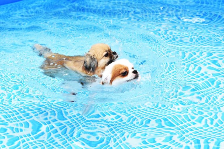 The 101s of Dogs & Pools | Springfield, LA, Custom Swimming Pool Builders